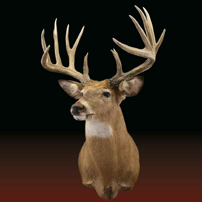 WHITETAIL DEER | Jim Allred Taxidermy Supply