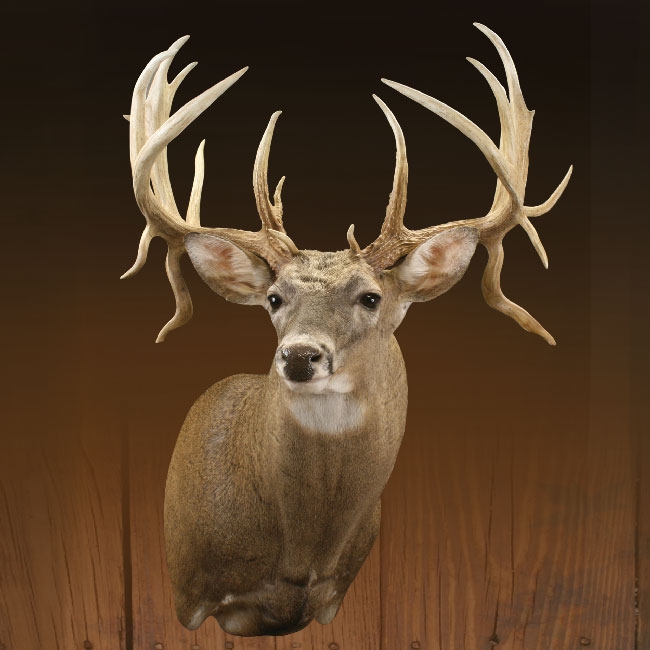 WHITETAIL DEER | Jim Allred Taxidermy Supply