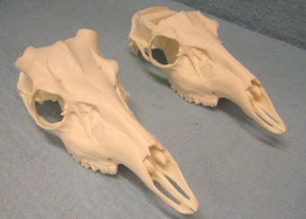 REPRODUCTION SKULLS | Jim Allred Taxidermy Supply
