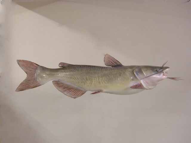 REPRODUCTION, CHANNEL CATFISH