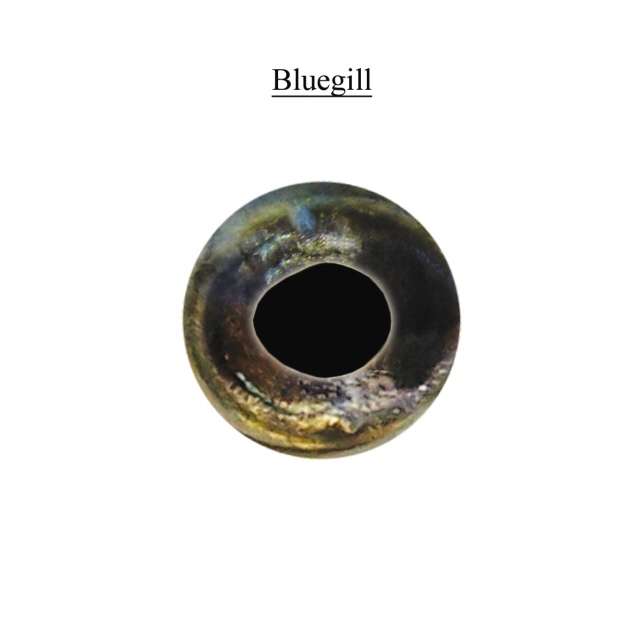 FISH EYES, GLASS | Jim Allred Taxidermy Supply